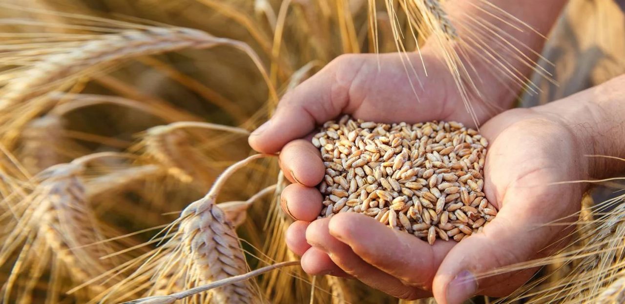 Commodity Grading Software | Grading Software For Commodity