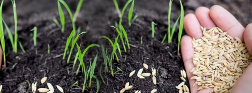 Seed Management Software | Seed Management System