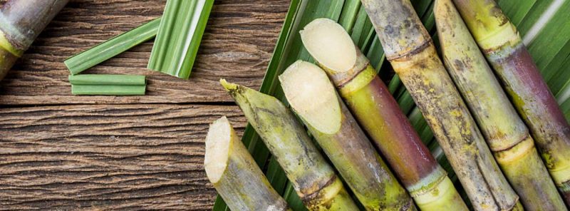 Sugarcane Management Software | Cane Management System